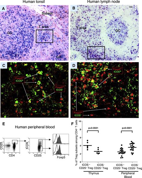 Two Functional Subsets Of Foxp3 Regulatory T Cells In Human Thymus And