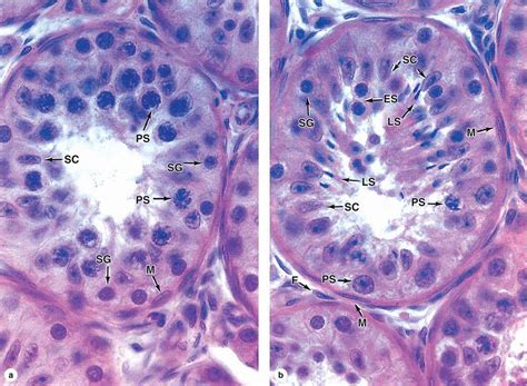 The Male Reproductive System Basicmedical Key