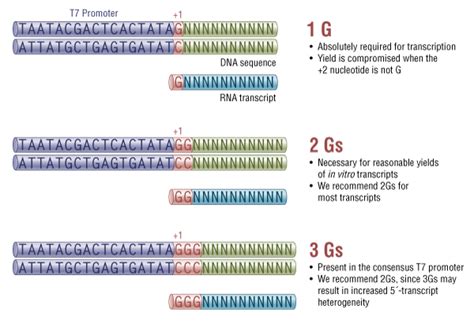 Neb Sgrna Synthesis Using The Hiscribe™ Quick T7 High Yield Rna