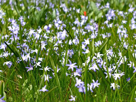 Free Images Nature Blossom Field Lawn Meadow Prairie Flower