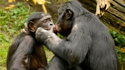bonobos matriarchat und sex für den frieden wwf blog