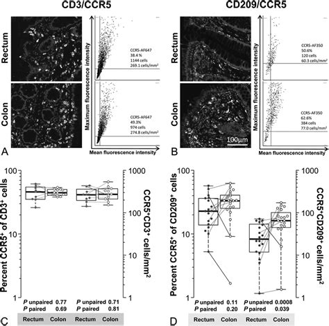 Ccr5 Expression By T Cells And Putative Dcs In The Human Rectum And