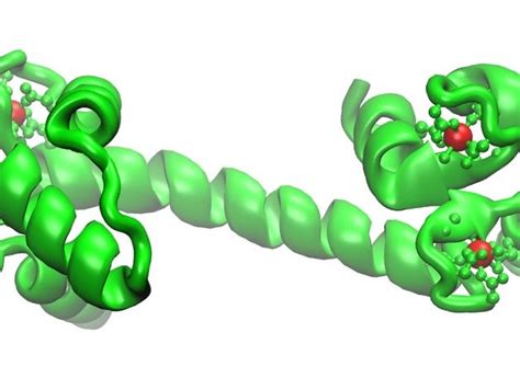 Calmodulin Biology Calcium 3d Print Model Mito3d