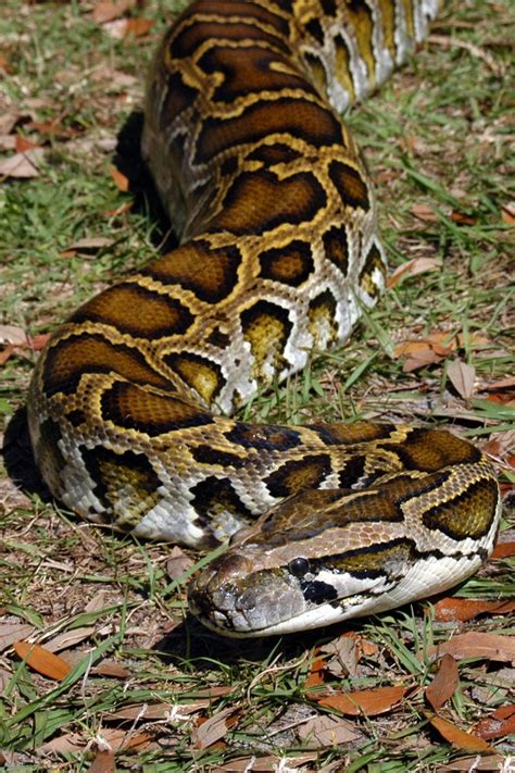 python challenge