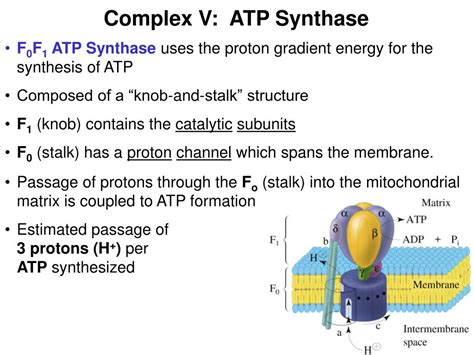 Ppt Chapter 14 Electron Transport And Oxidative Phosphorylation