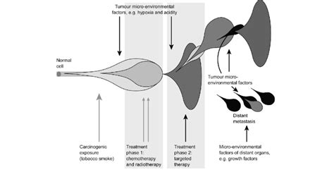 The Role Of The Environment In Evolutionary Adaptation Reproduced With