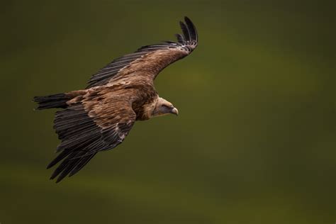 Review Of The Nikon Nikkor Z 800mm F 6 3 Vr S Lens Nikon Rumors