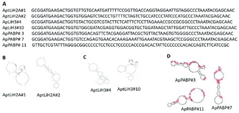 Sequence A And Secondary Structures Of Aptamers Selected Against L
