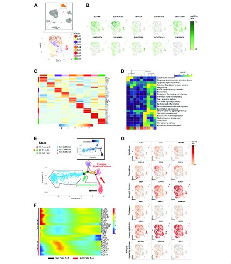 A Single Cell Atlas For Characterizing Basal Stromal Cells A The