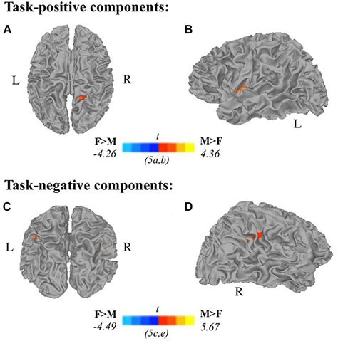 frontiers sex age and handedness modulate the neural correlates of