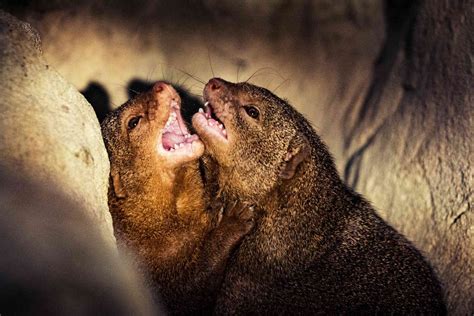 8 magnificent mongoose facts