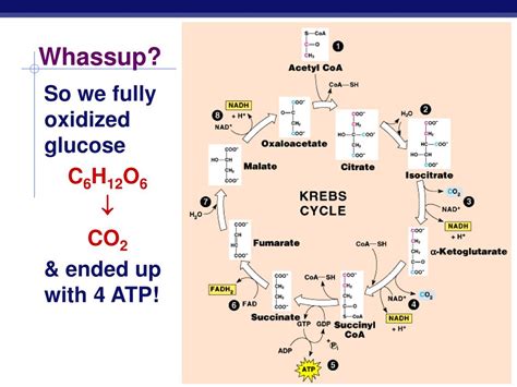 Ppt Cellular Respiration Oxidation Of Pyruvate Krebs Cycle Electron