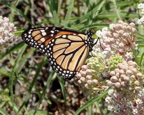 What To Know About Monarch Butterflies And The Milkweed In Your Garden