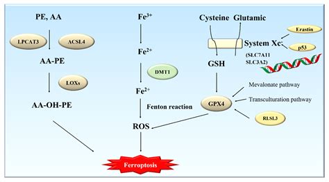 Ijms Free Full Text Effects Of Ferroptosis On Male Reproduction