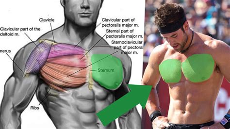 The Best Way To Train The Chest For Muscle Mass Boxrox