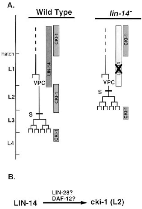 Cell Speci¢c Developmental Regulation Of Cki 1 In The C Elegans Vulva