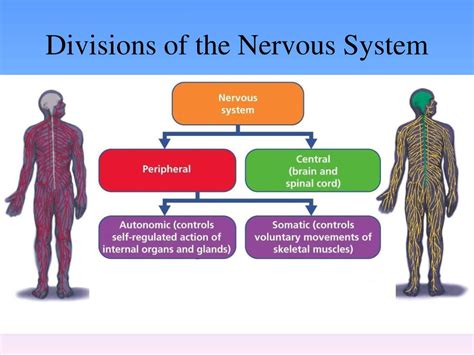 Ppt The Structure Of The Nervous System Powerpoint Presentation Free