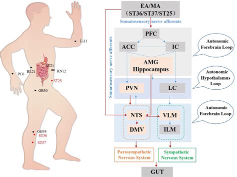 Frontiers The Autonomic Nervous System A Potential Link To The