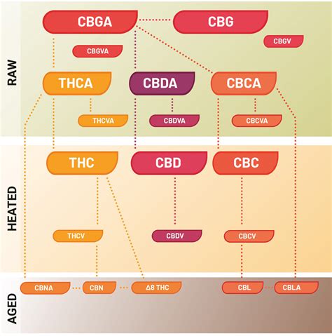 Cannabis And Cannabinoids List Effects Chart Dutch Passion