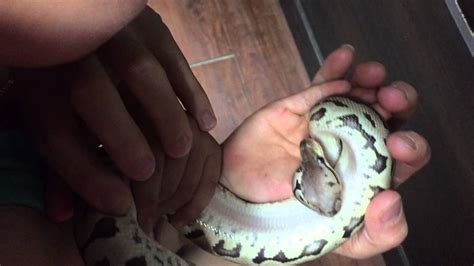 ball python youtube