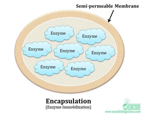 Enzyme Immobilization Method And Application Easybiologyclass