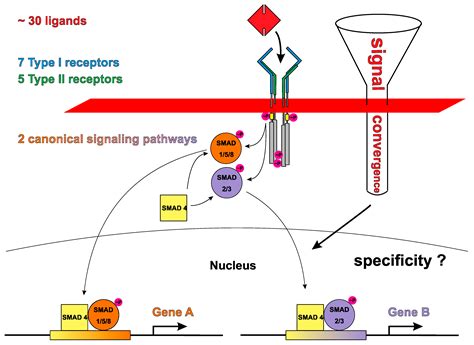 Bmp4 Signaling Pathway