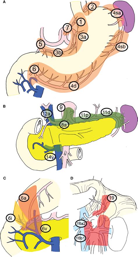 Regional Lymph Nodes And Station Numbers In Gastric Cancer This