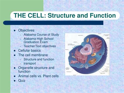 Cell Structure And Function Powerpoint