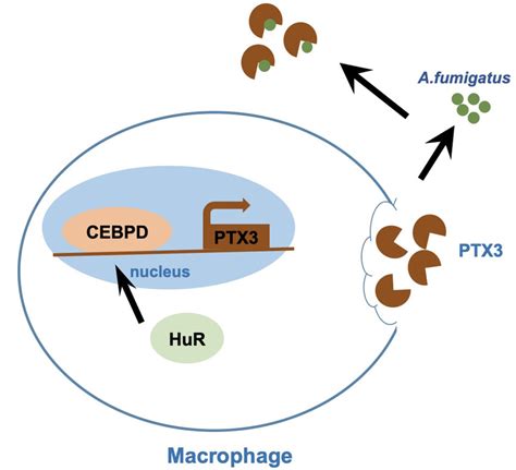 Ccaat Enhancer Binding Protein C Ebp Delta Promotes The Expression Of