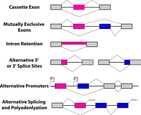 Pre Mrna Splicing And Its Regulation In Caenorhabditis Elegans