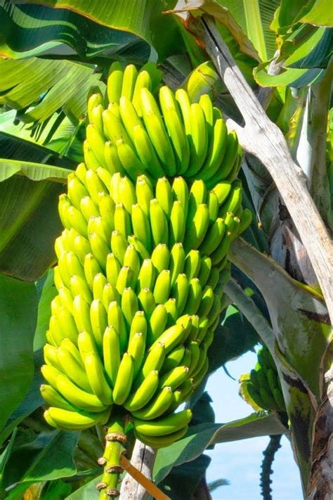 How To Harvest Banana Banana Harvesting And Farming Video Harvest