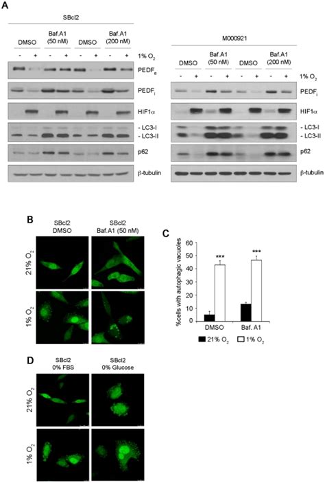 A Western Blot Analysis Of Extracellular Pedf Pedfe Protein Levels