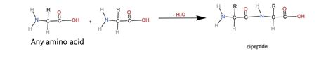 What Is The Equation For Formation Of Dipeptide