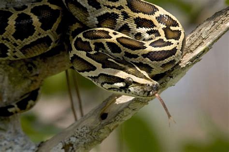 press release effects of burmese pythons in the everglades