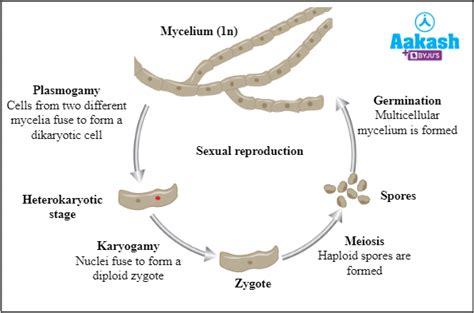 What Is Kingdom Fungi In Biology Definition Types And Importance Of