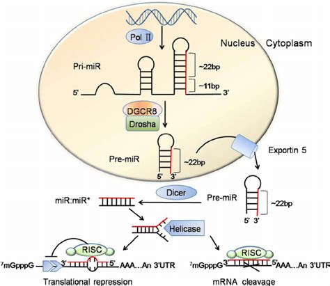 Biogenesis Processing And Maturation Of Micrornas In Human Cells