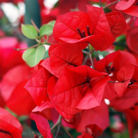 Plantas De Buganvilla Rojo Bougainvillea Spectabilis T O G