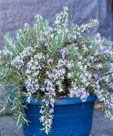 Rosemary Saneau Telegraph