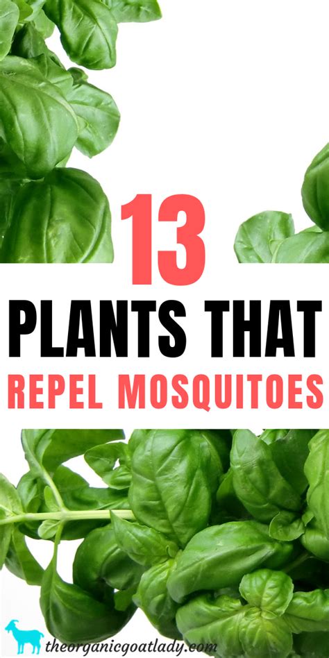 13 Plants That Repel Mosquitoes The Organic Goat Lady Natural Bug