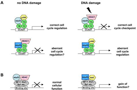 Mutant P53 Gain Of Function The Nf Y Connection Cancer Cell