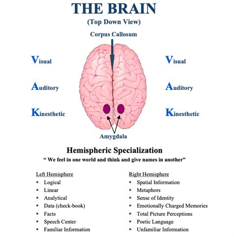 Hemispheric Specialization Of The Brain Spencer Institute Health
