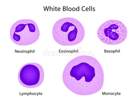 Lymphocyte Diagram Labeled