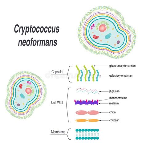 Cryptococcus Neoformans Membrane Cell Wall And Capsule Diagram Stock