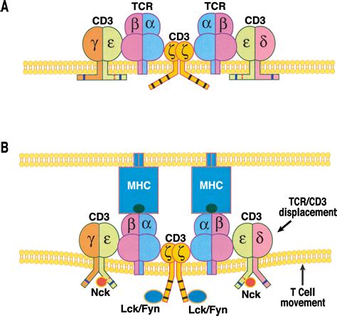 A New Trigger For T Cells Cell