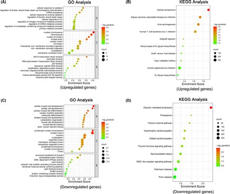 Go Enrichment And Kegg Pathway Analysis Of Host Genes Of Differentially