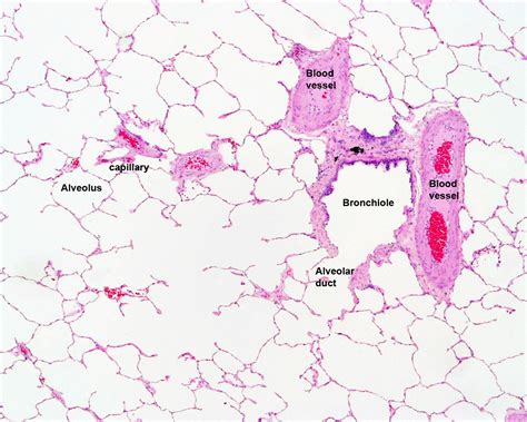Histology Of Respiratory System