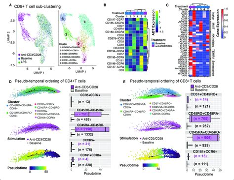 Annotation Of Cd8 T Cell Subsets And Trajectory Inference A