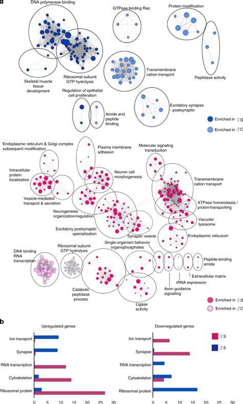 A Sexually Dimorphic Pre Stressed Translational Signature In Ca3