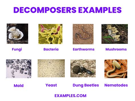 Decomposers Examples How To Create Pdf