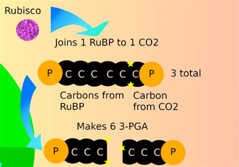 Calvin Cycle Dark Reaction — Equation And Steps Expii